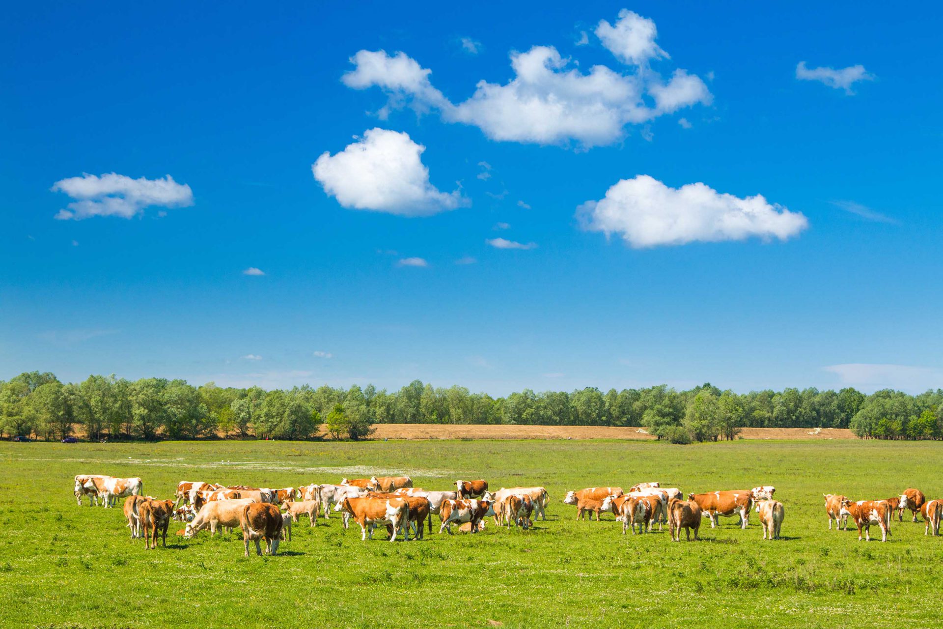 Dopunjen je Plan objave natječaja iz Programa ruralnog razvoja za 2022 ...