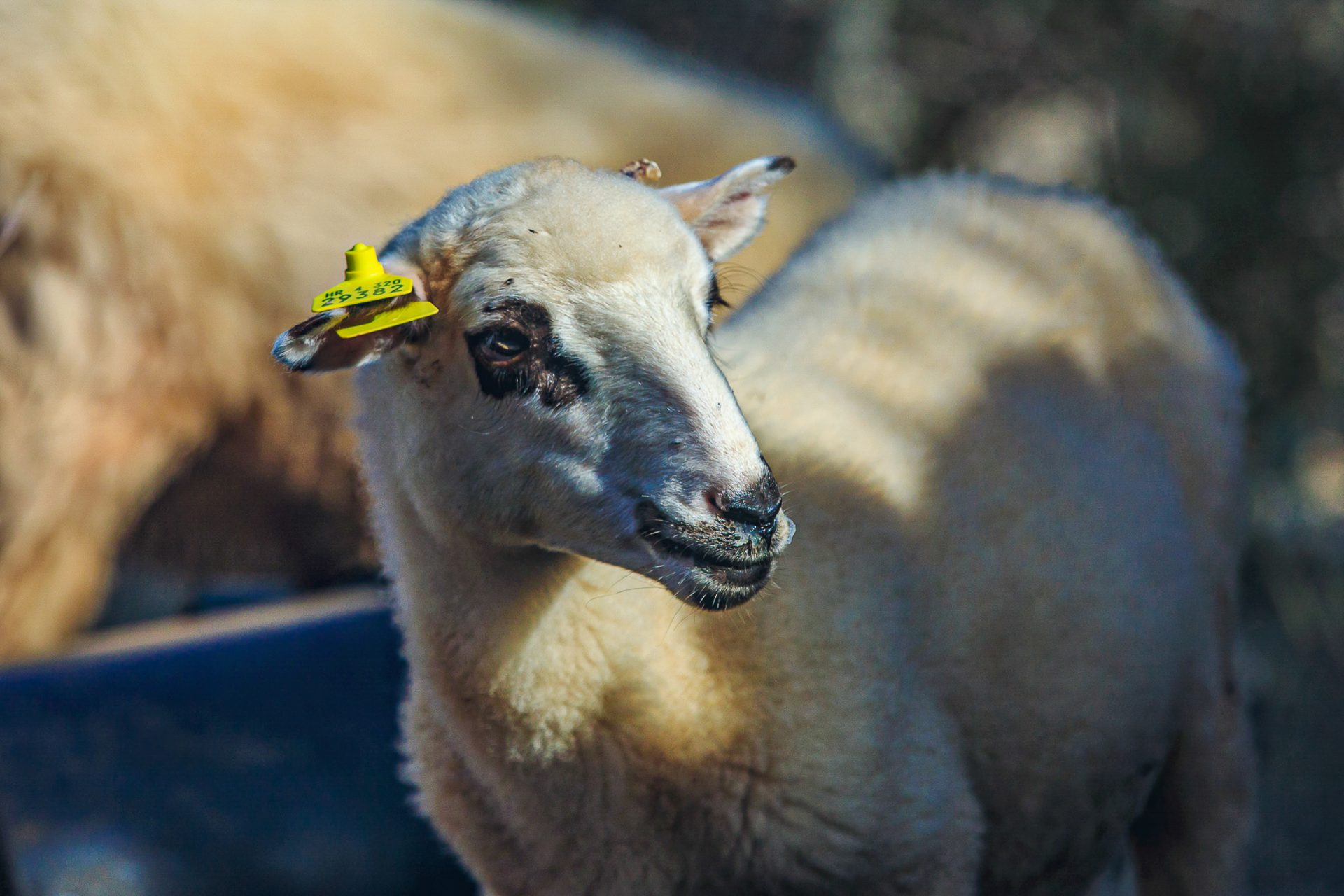 73.14.FI Ulaganja – Razvoj poslovanja u ruralnim područjima - Agencija ...