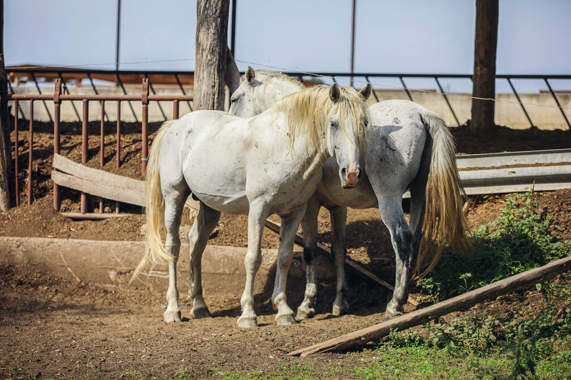 Provedba mjera novog Nacionalnog programa poticanja provedbe uzgojnih programa za toplokrvne ...