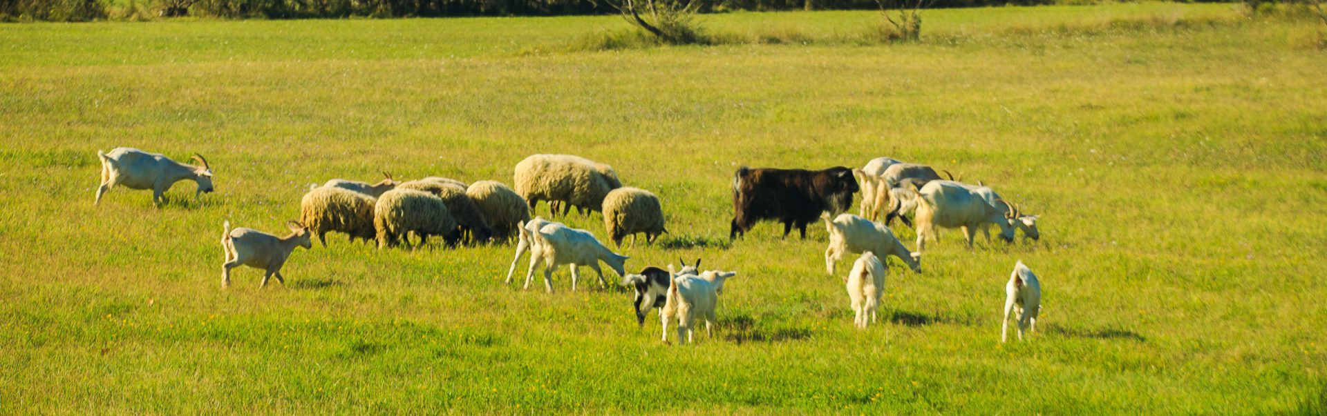 Izravna plaćanja i IAKS mjere ruralnog razvoja - Agencija za plaćanja u ...