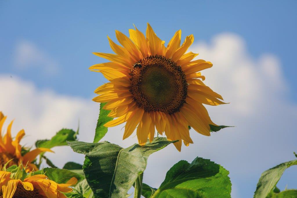 75.01. Uspostava mladih poljoprivrednika - Agencija za plaćanja u ...